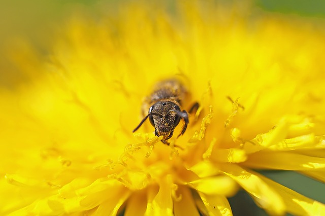 Five easy ways to save bees | Animal Rights Channel